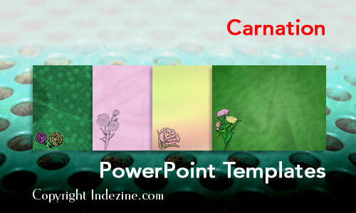 Carnation PowerPoint Templates