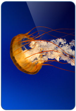 Add Glossy Highlights for Shapes in PowerPoint