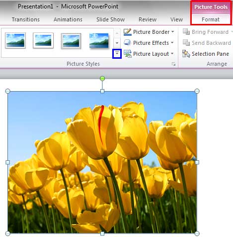 Picture Styles in PowerPoint 2010 for Windows